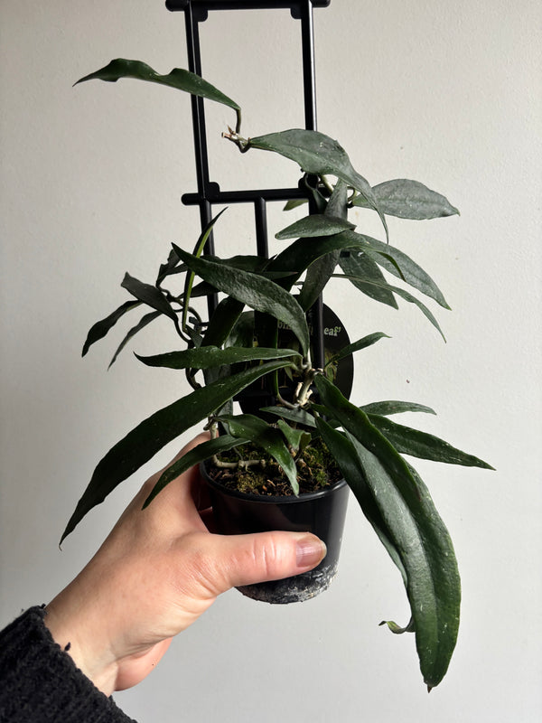Hoya - Mirabilis ‘Big Leaf’ Collection No. 204 - My Jungle Shack