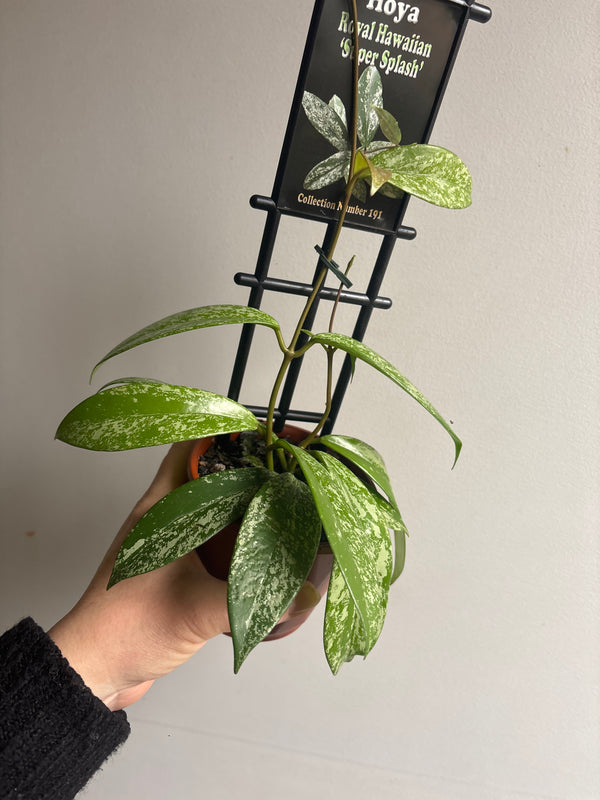 Hoya - Royal Hawaiian ‘Super Splash’ Collection No. 191 - My Jungle Shack