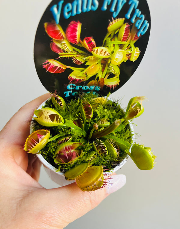 Venus Fly Trap 'Cross Tooth' or 'Freak' - My Jungle Shack