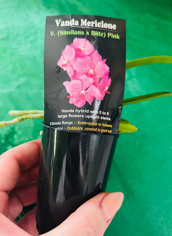 Vanda Mericlone V. (Similans x Blitz) Pink - My Jungle Shack
