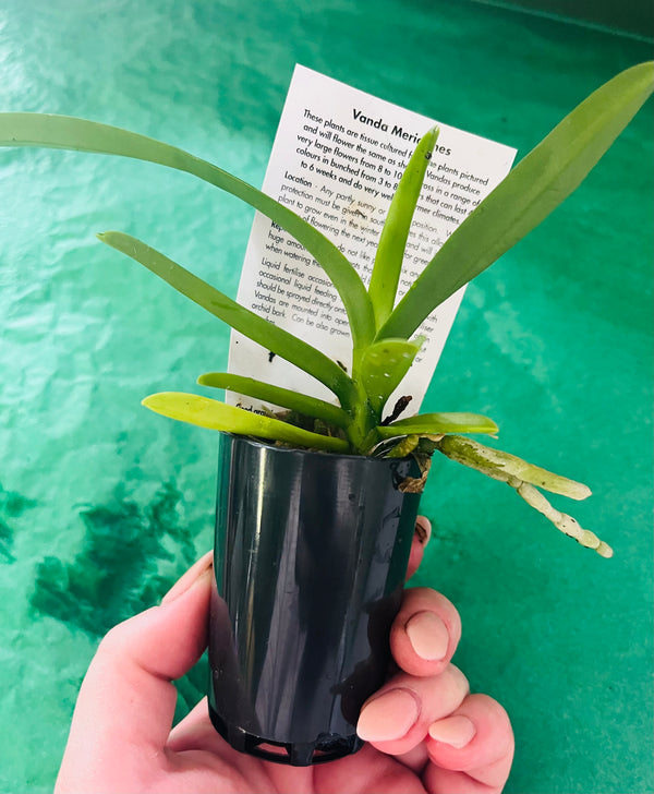 Vanda Mericlone V. (Similans x Blitz) Pink - My Jungle Shack