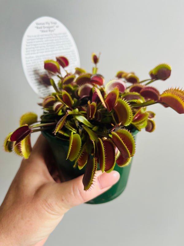 Venus Fly Trap 'Red Dragon' or 'Akai Ryu' - My Jungle Shack