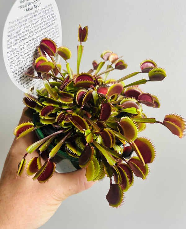 Venus Fly Trap 'Red Dragon' or 'Akai Ryu' - My Jungle Shack