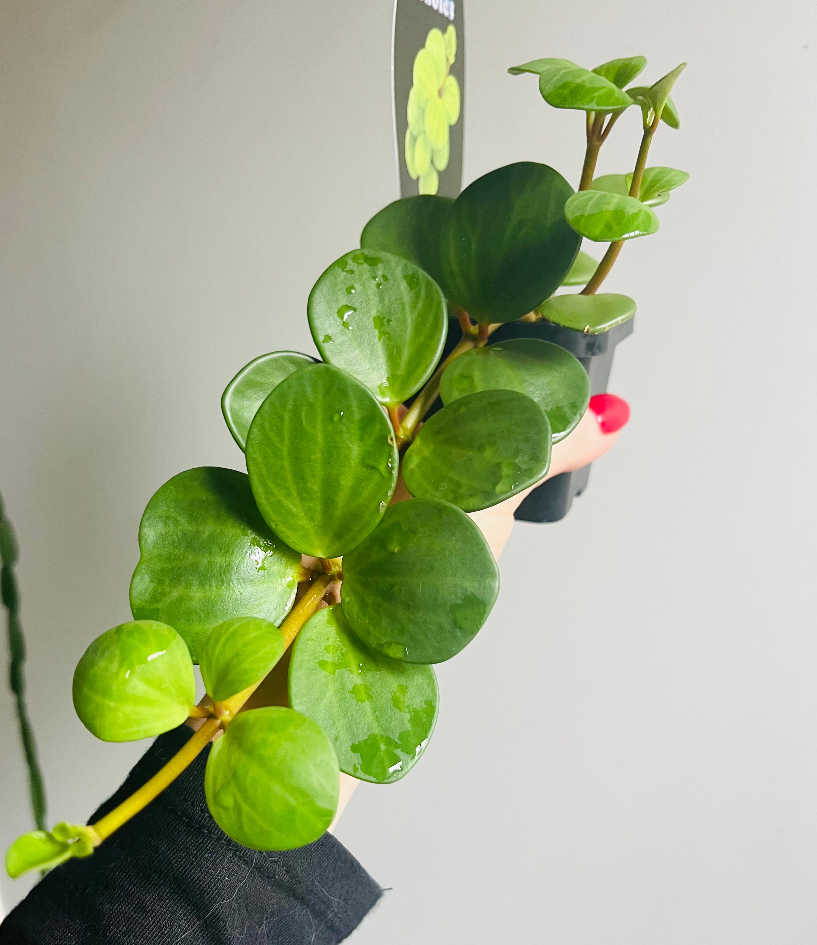 Peperomia Hope (deppeana x quadrifolia) - My Jungle Shack