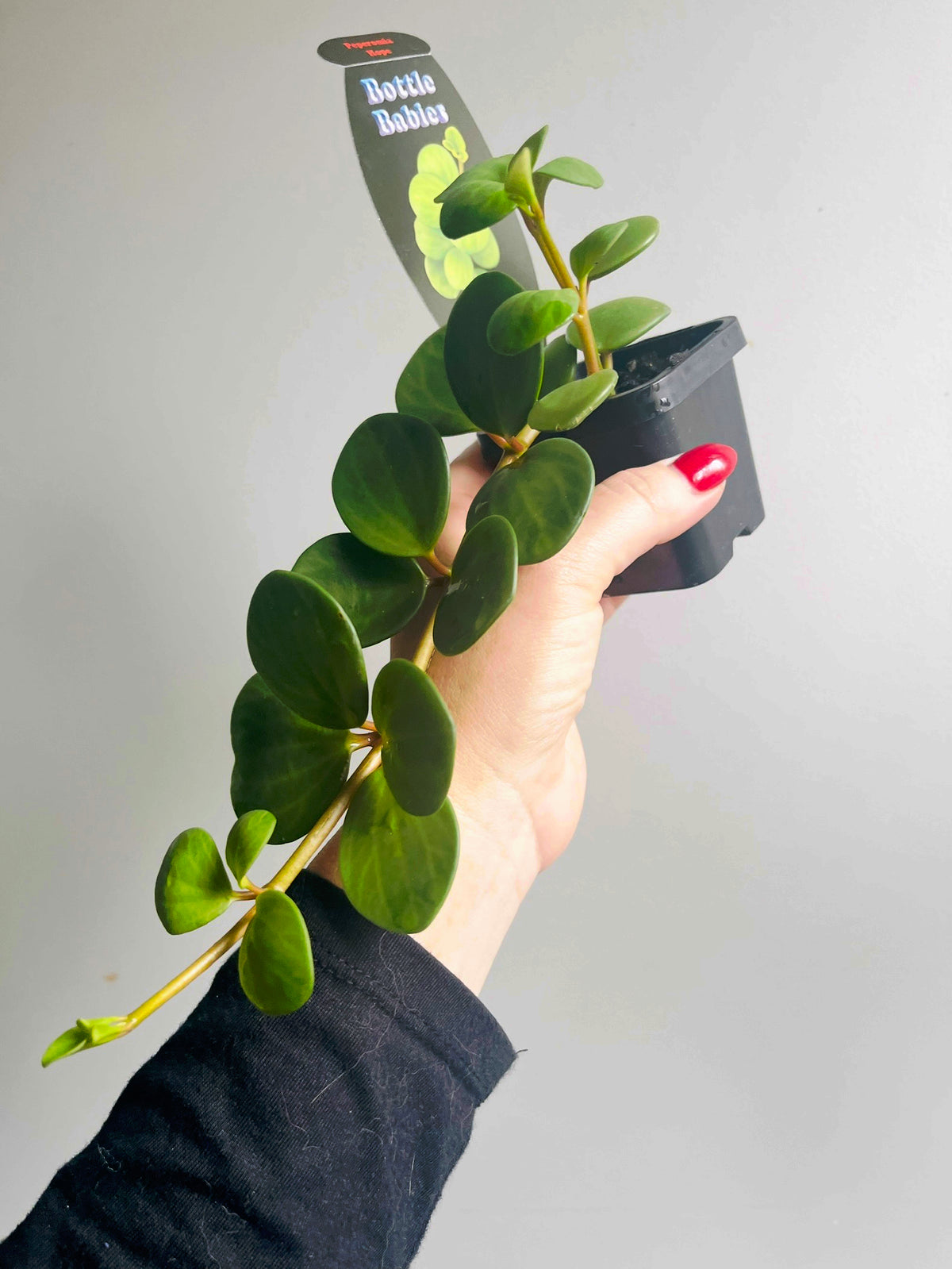 Peperomia Hope (deppeana x quadrifolia) - My Jungle Shack