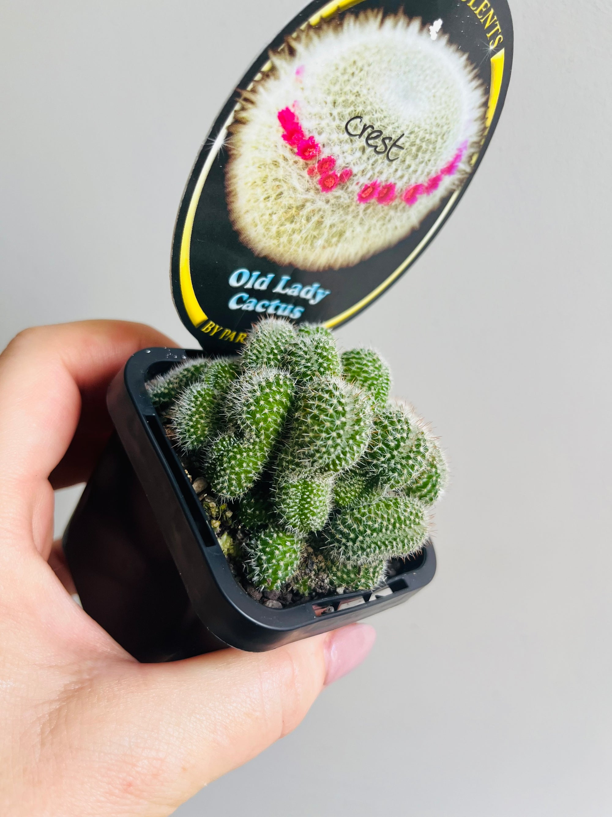 Mammillaria hahniana 'Old Lady Cactus' crested - My Jungle Shack