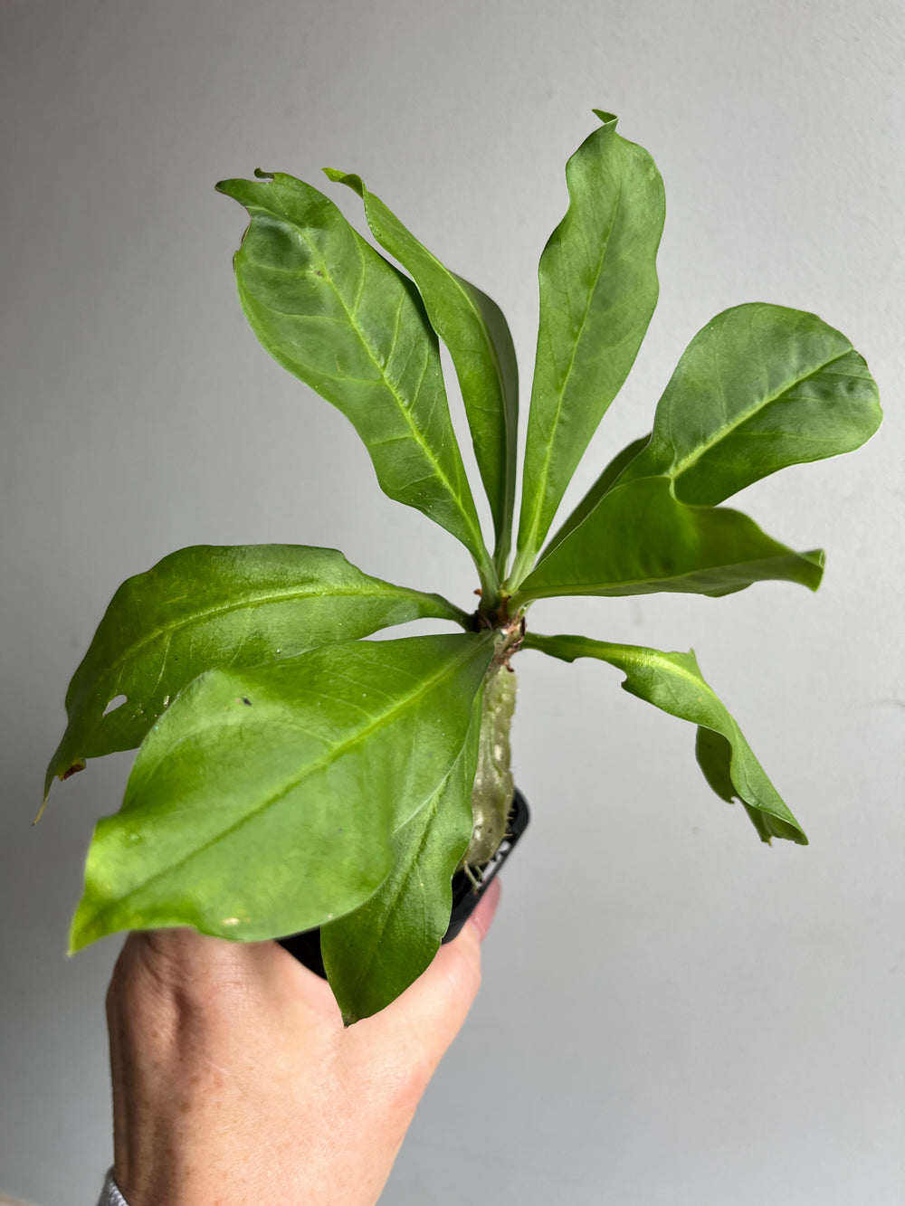 Rare/Uncommon Page 2 - My Jungle Shack