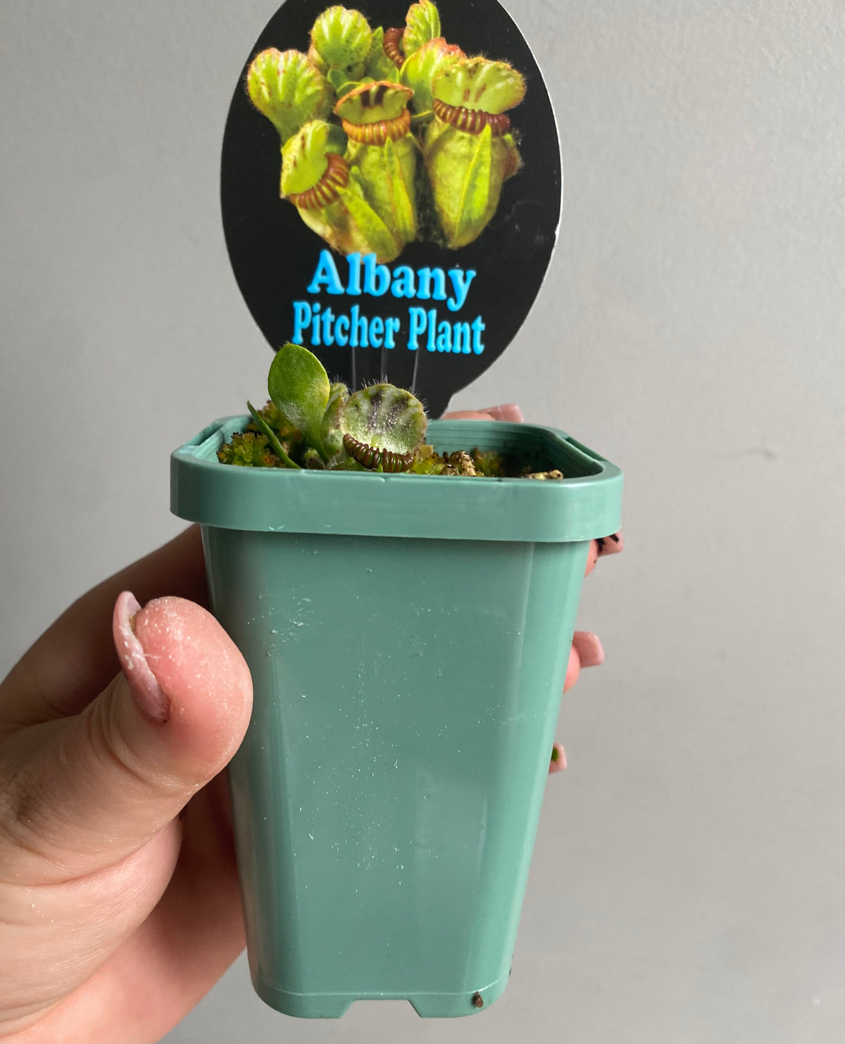 Cephalotus follicularis - The Albany Pitcher Plant - My Jungle Shack