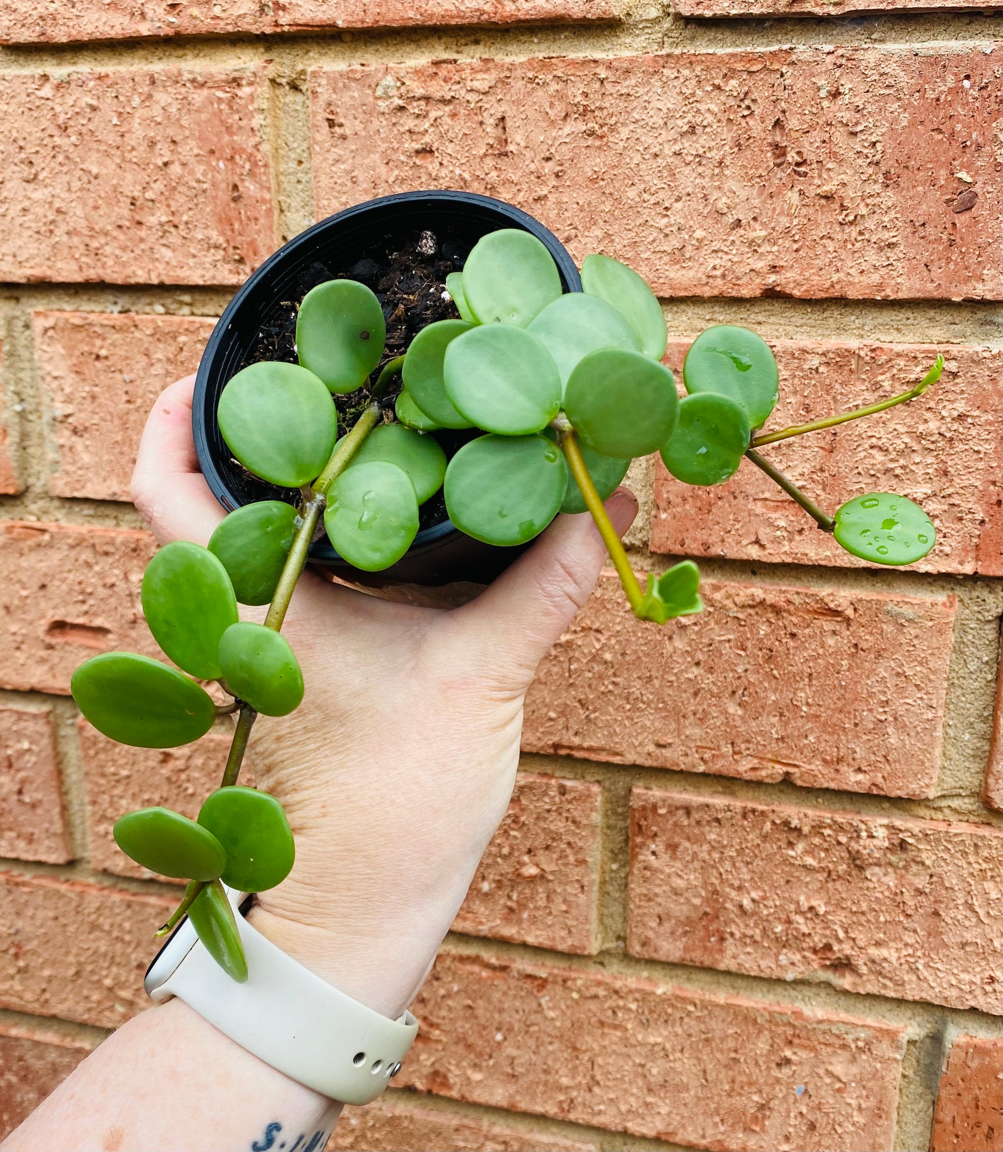 Peperomia Hope (deppeana x quadrifolia) - My Jungle Shack