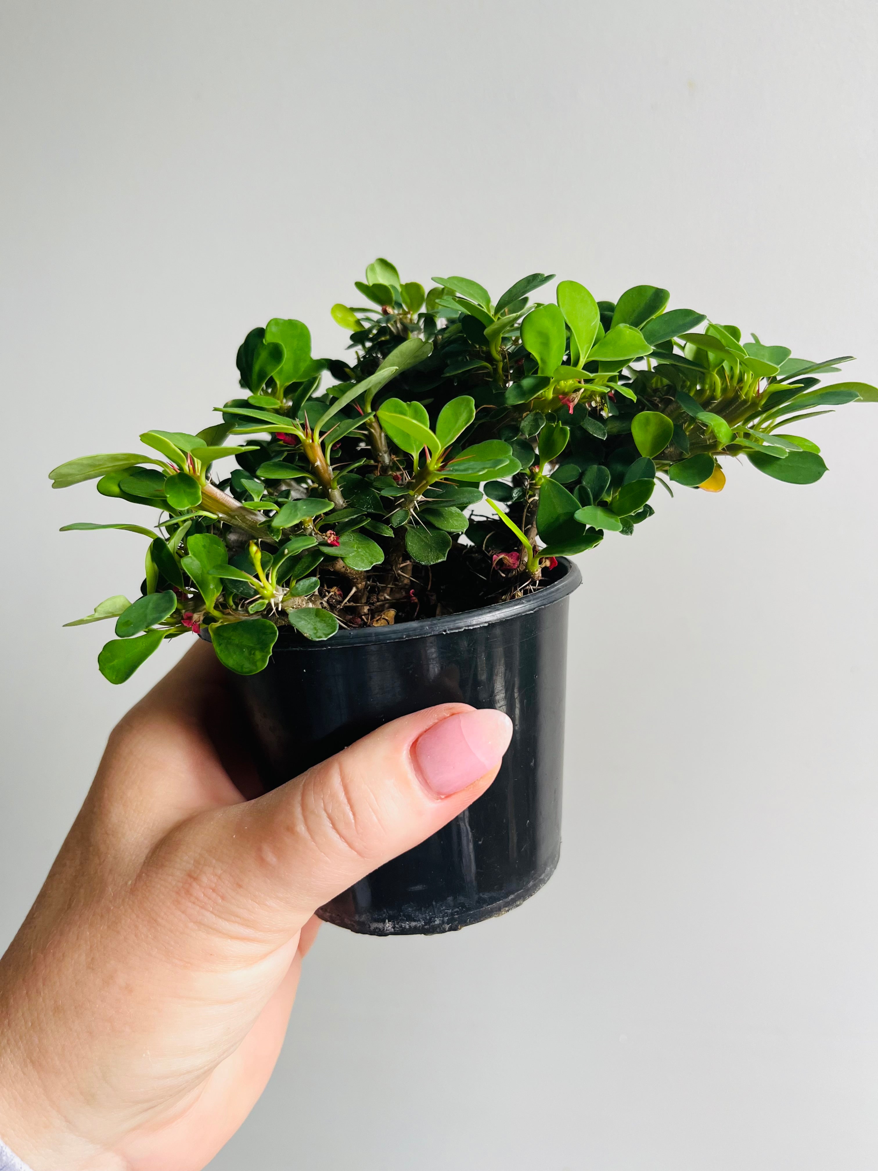 Euphorbia millii (Crown of Thorns) 'Lucky Lady Crest’ - My Jungle Shack