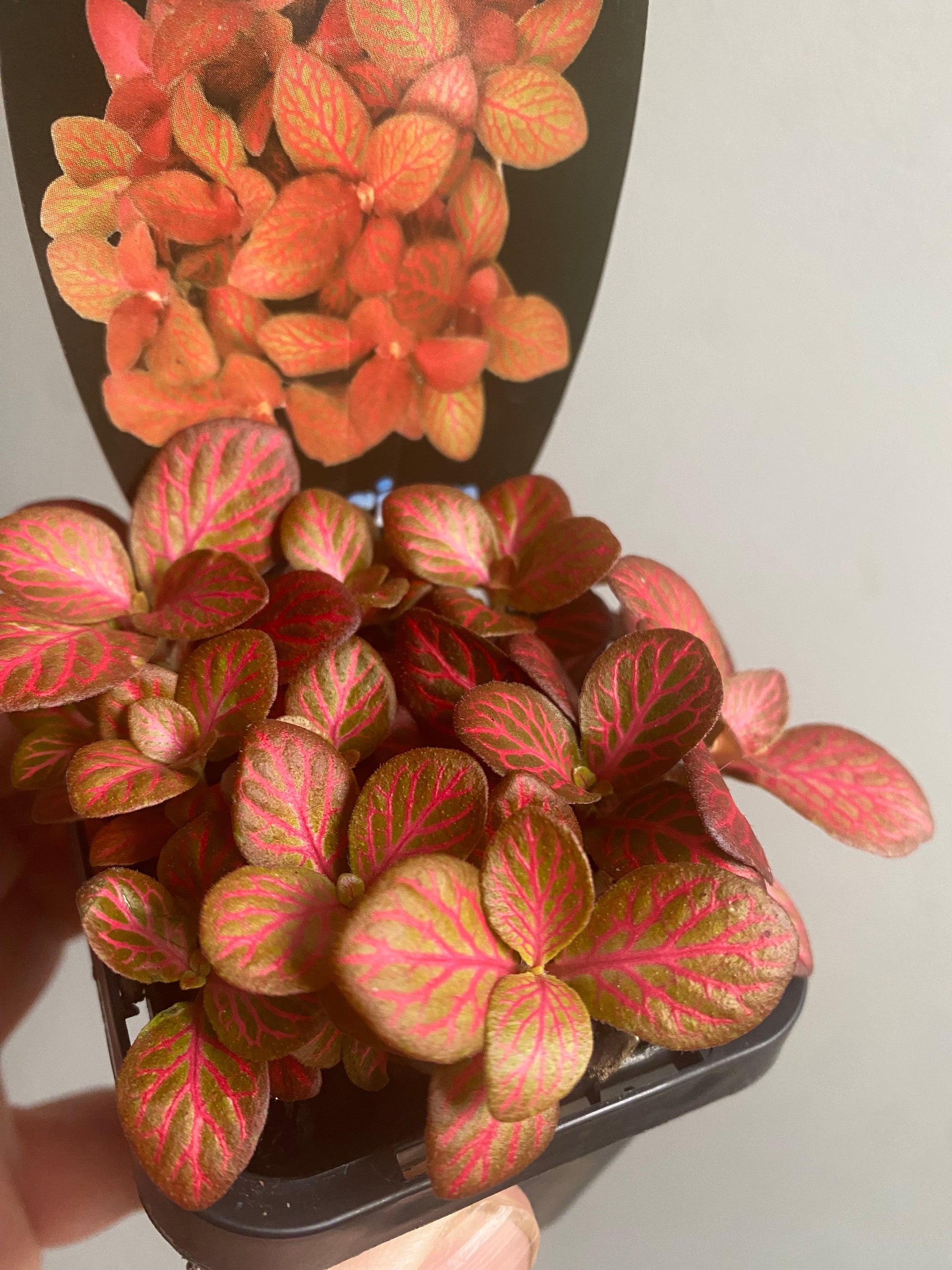 Fittonia - Red Flame - My Jungle Shack