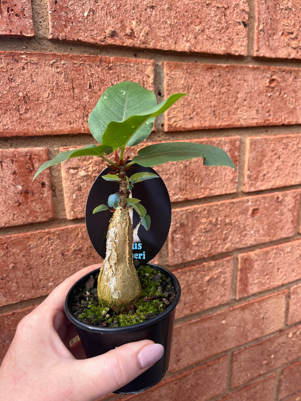 Ficus palmeri - Rock Fig - My Jungle Shack