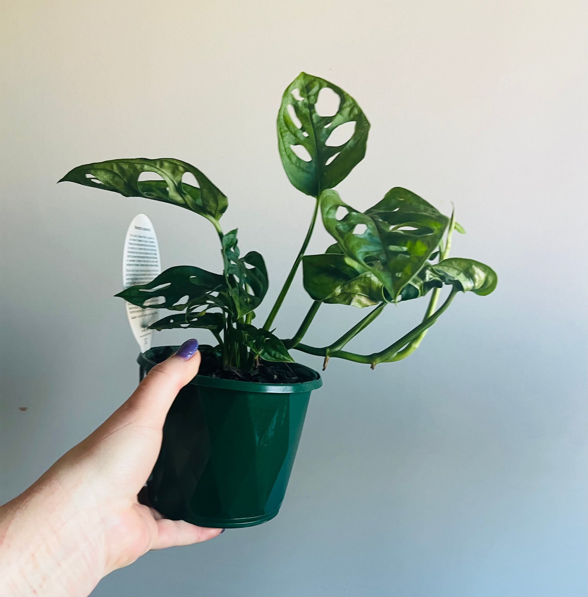 Monstera adansonii - Swiss Cheese Vine - My Jungle Shack