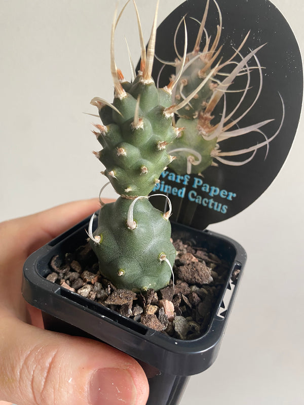 Tephrocactus Papyracanthus Dwarf 'Paper Spined Cactus' - My Jungle Shack