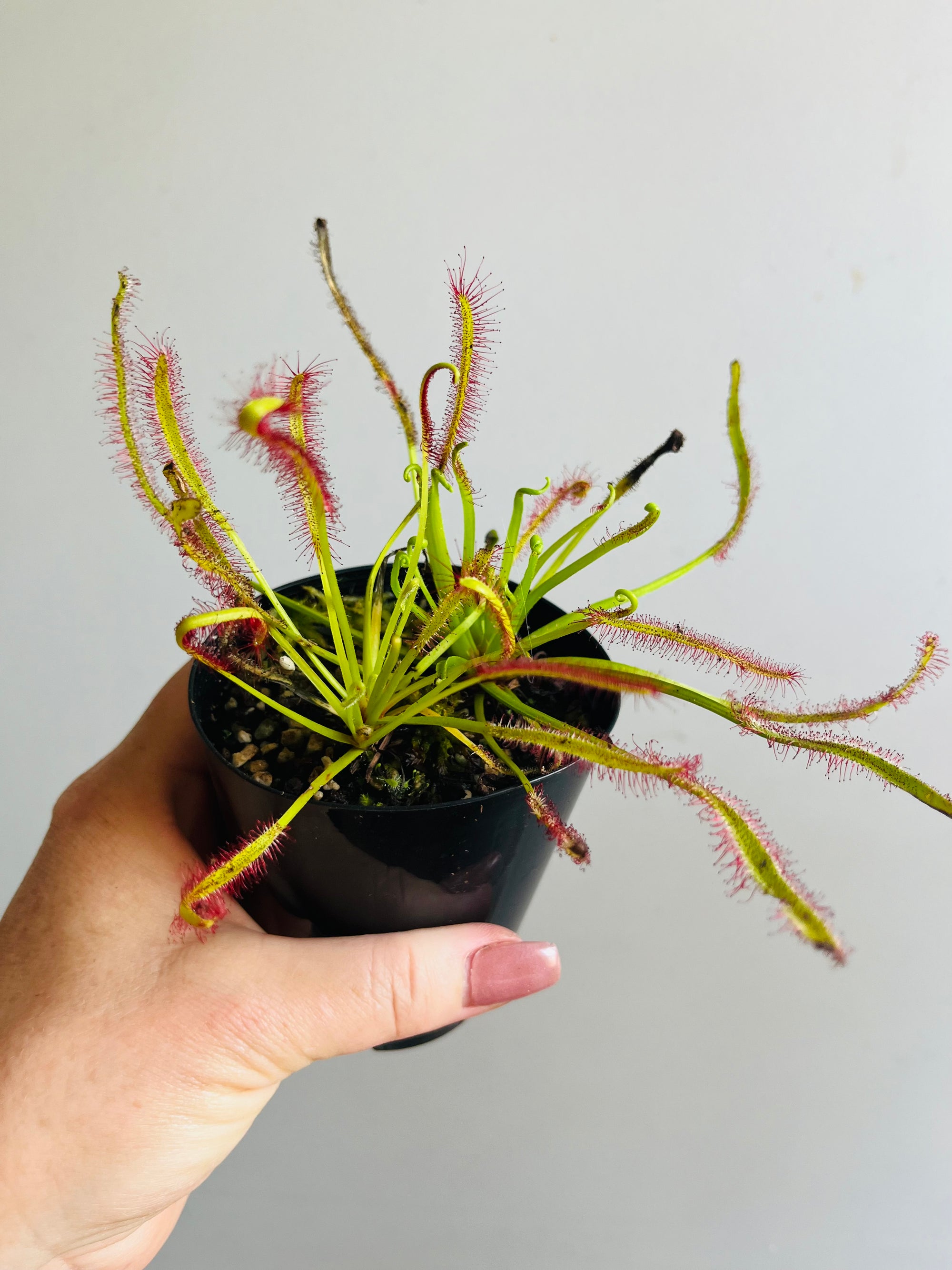 Drosera capensis - My Jungle Shack