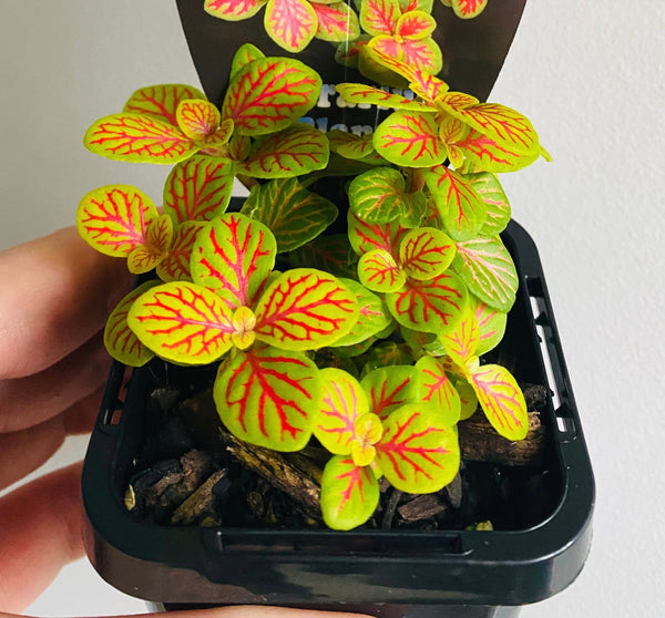 Fittonia - Skeleton - My Jungle Shack