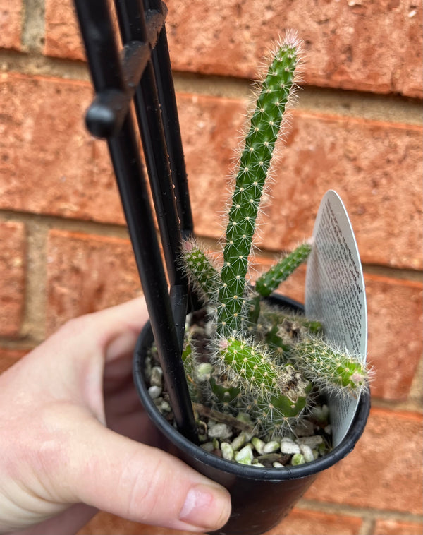 Disocactus (Aporocactus) martianus ‘The Red Rat Tail Cactus’ - My ...