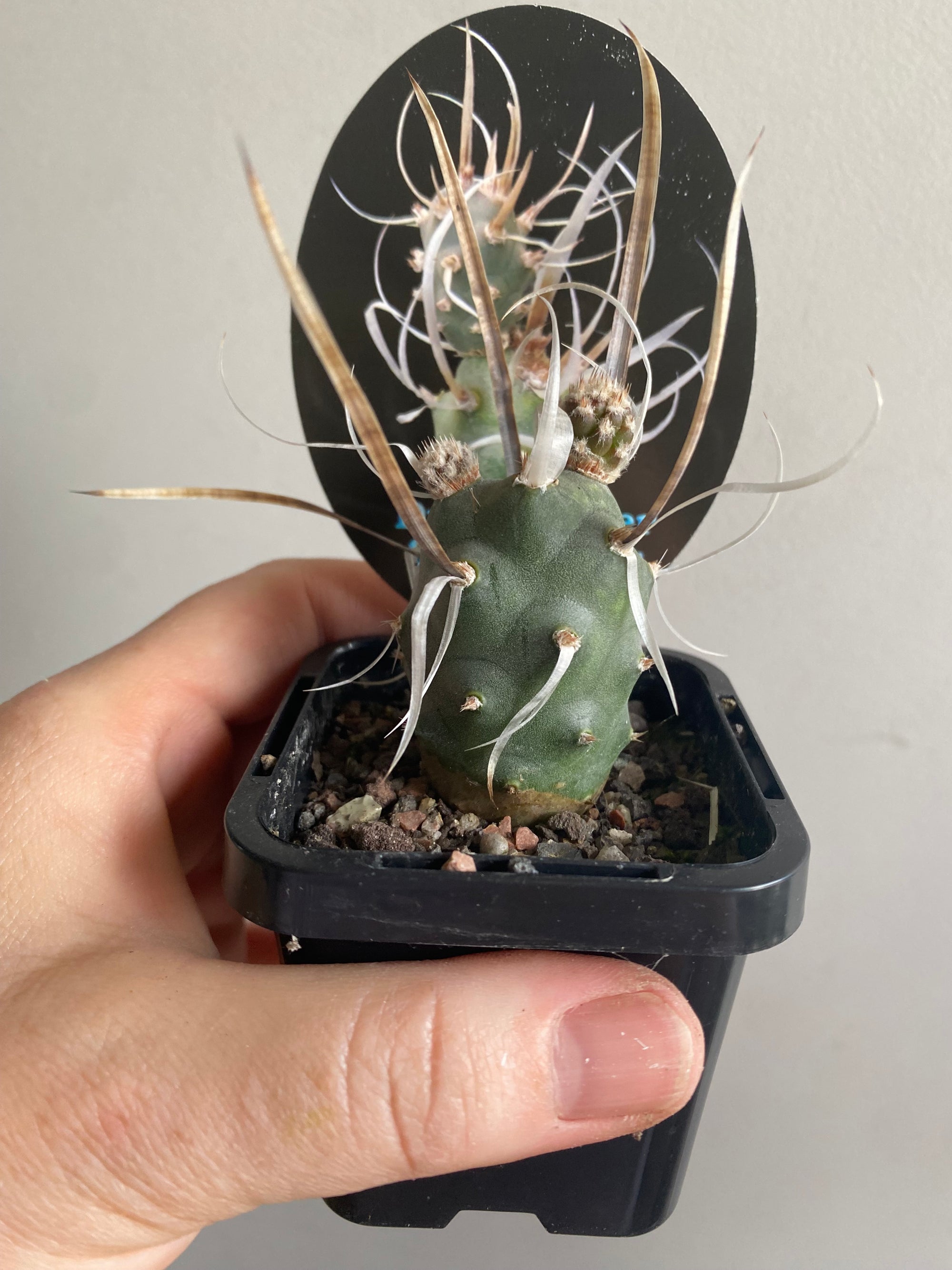 Tephrocactus Papyracanthus Dwarf 'Paper Spined Cactus' - My Jungle Shack
