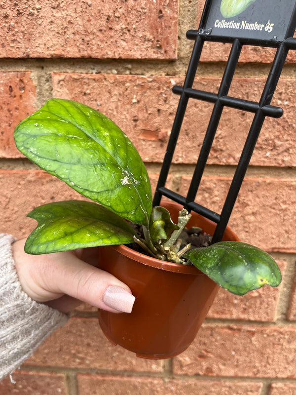 Hoya - Deykei Collection No. 85 - My Jungle Shack