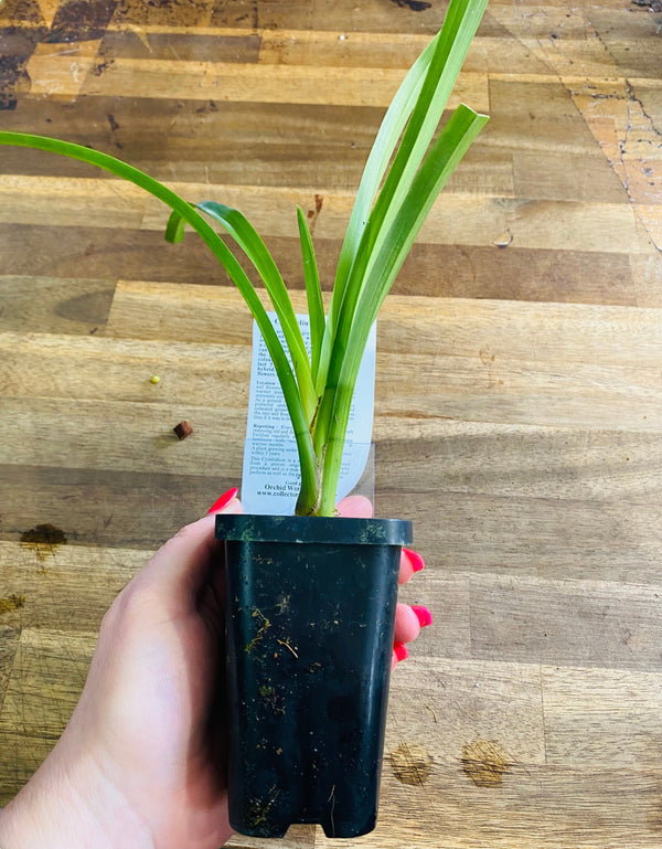 Cymbidium Collection - Forest Palace 'Queen Jewel' M478 - My Jungle Shack