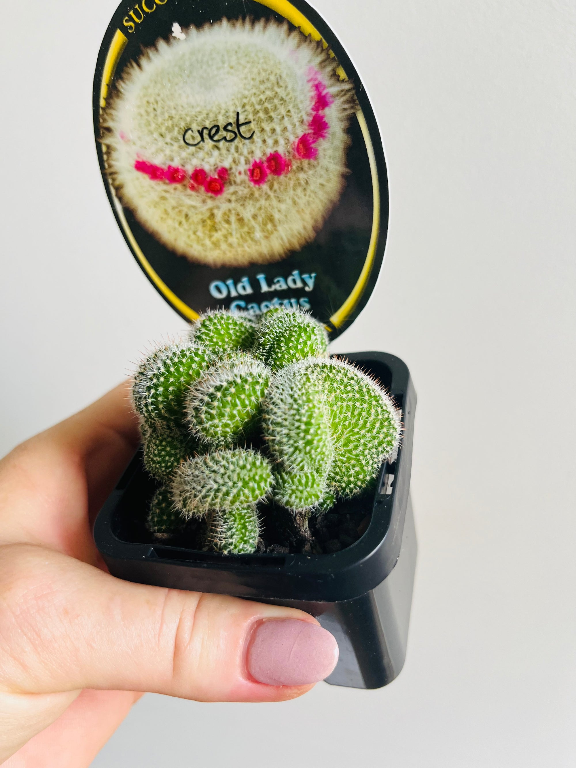 Mammillaria hahniana 'Old Lady Cactus' crested - My Jungle Shack