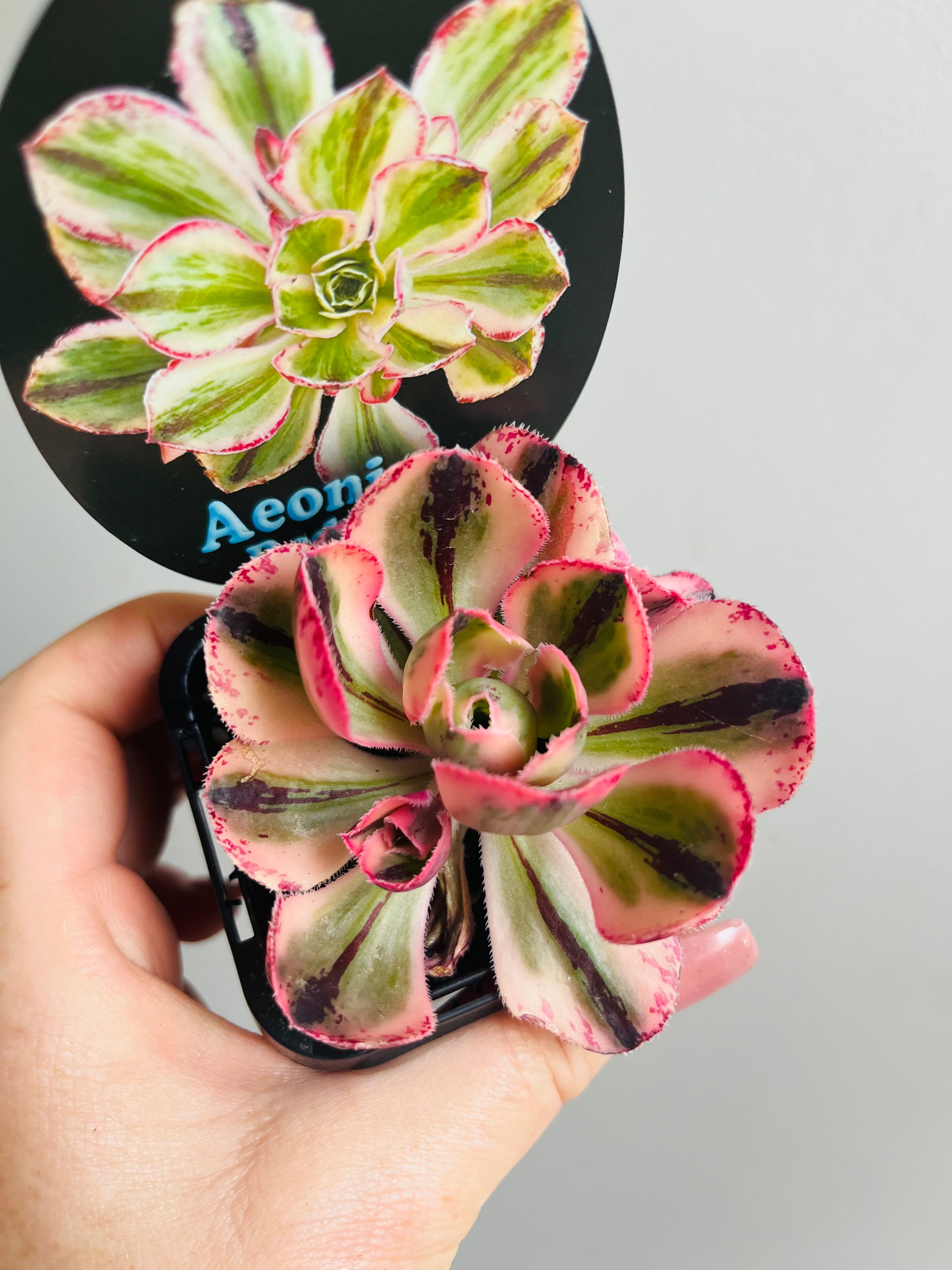 Indoor Plants - My Jungle Shack