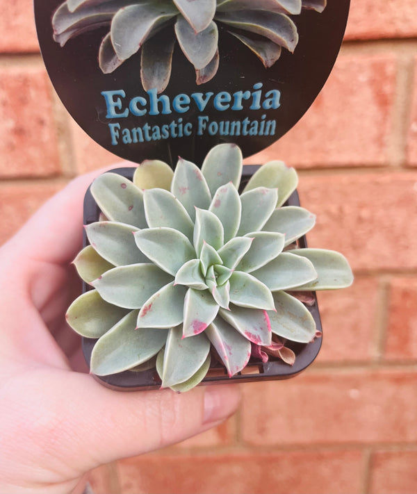 Echeveria 'Fantastic Fountain' - My Jungle Shack