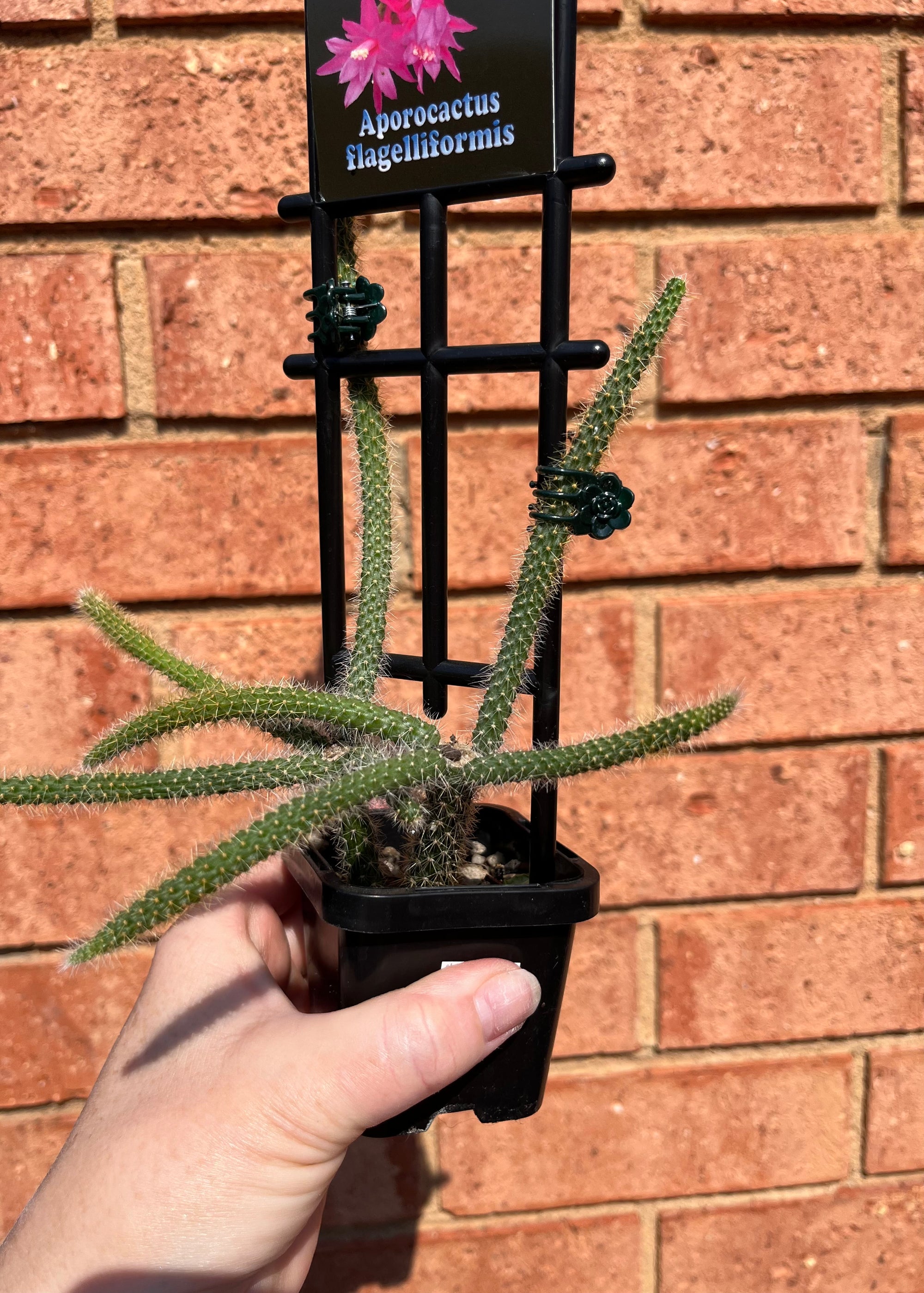 Aporocactus Flagelliformis 'The Rats Tail' - Mistletoe Cactus Collecti ...