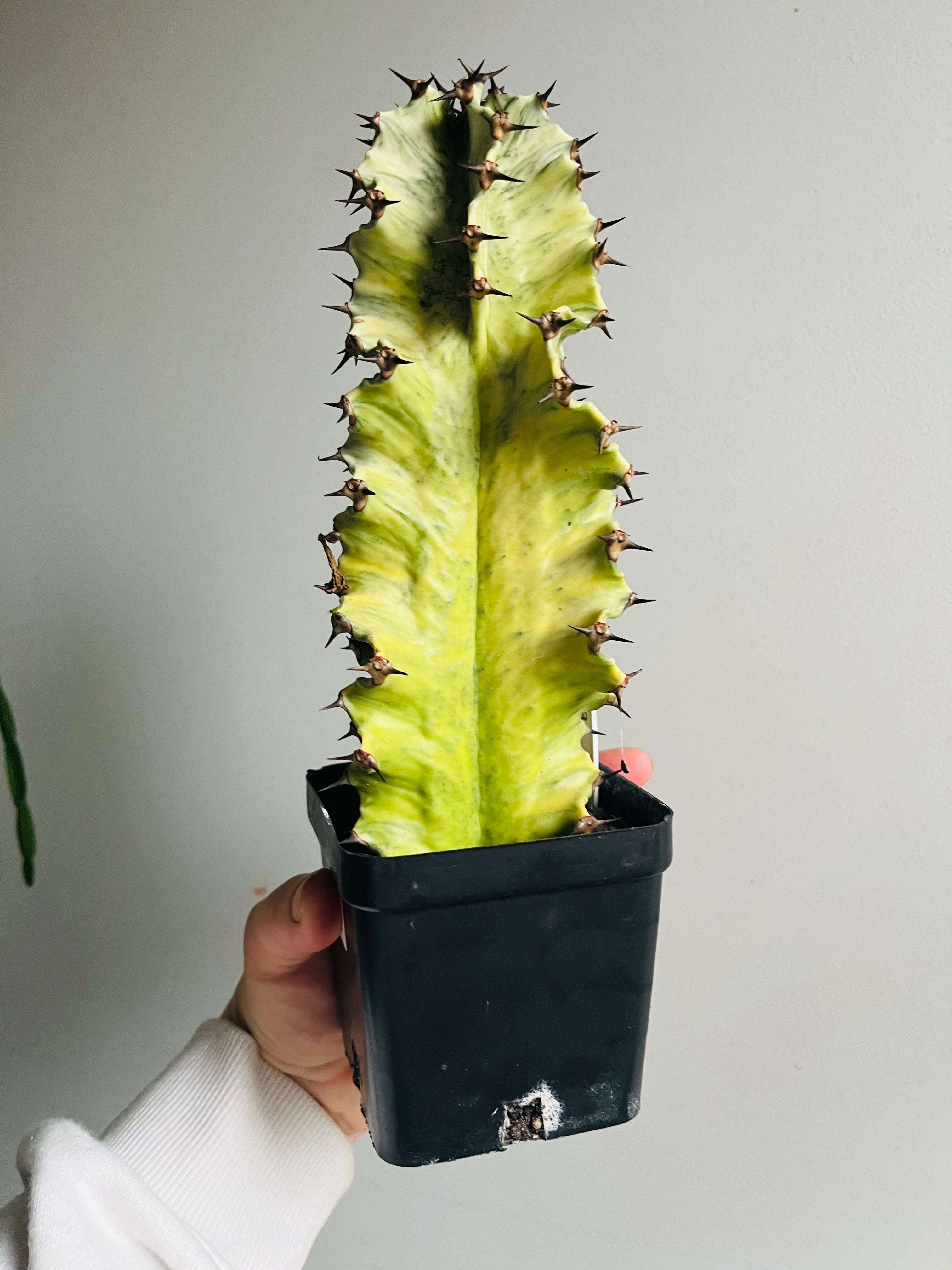 Euphorbia ammak variegata - My Jungle Shack