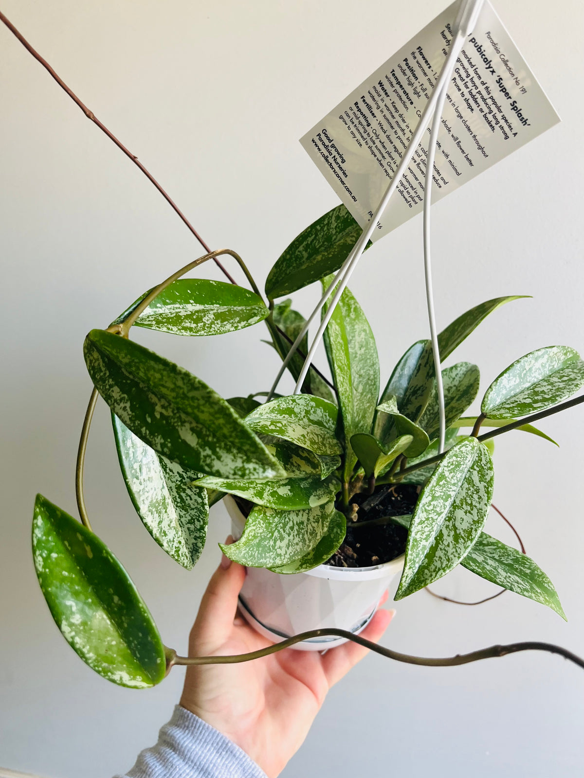 Hoya - Royal Hawaiian ‘Super Splash’ Collection No. 191 - My Jungle Shack