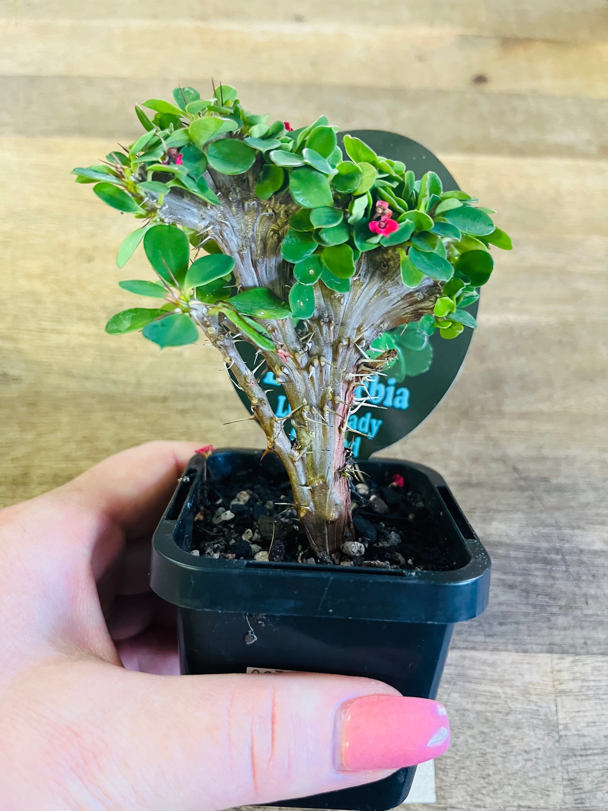 Euphorbia millii (Crown of Thorns) 'Lucky Lady Crest’ - My Jungle Shack
