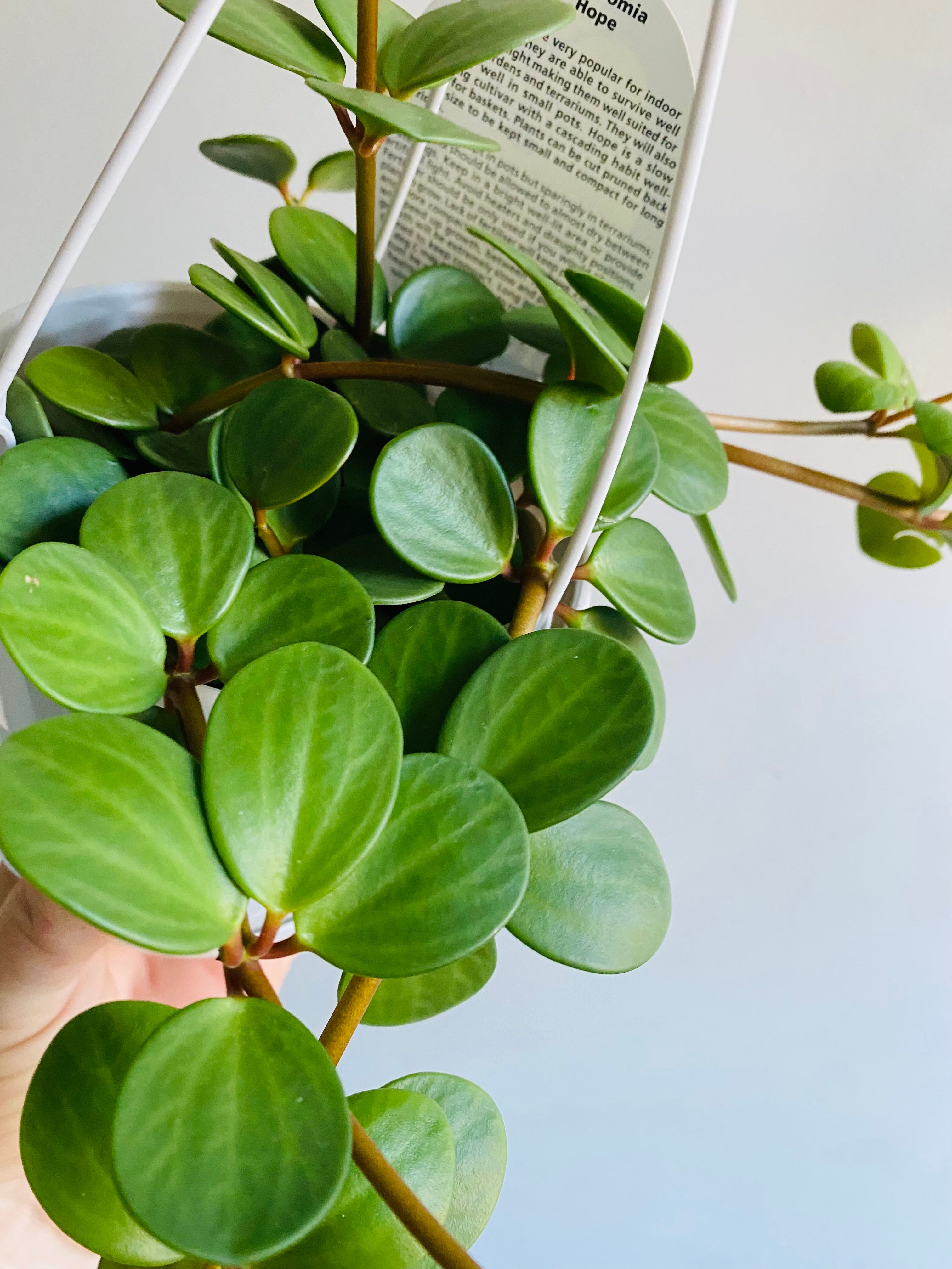Peperomia Hope (deppeana x quadrifolia) - My Jungle Shack
