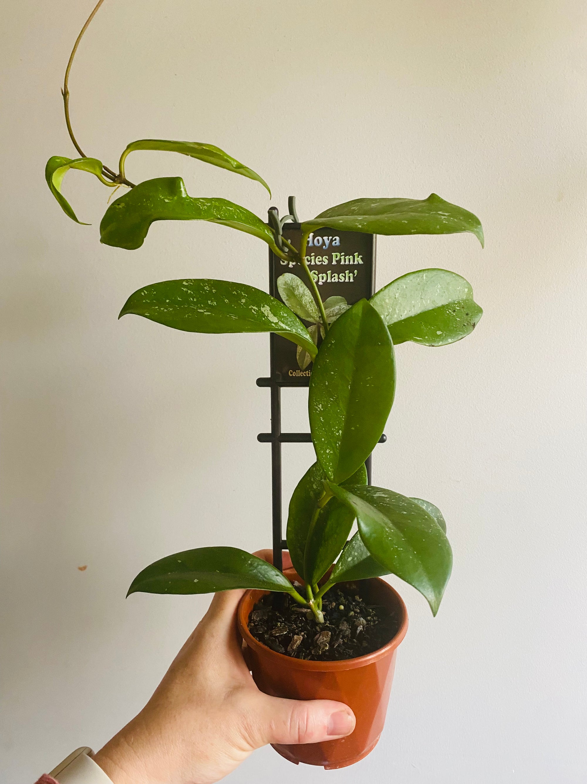 Hoya - Species Pink ‘Splash’ Collection No. 193 - My Jungle Shack
