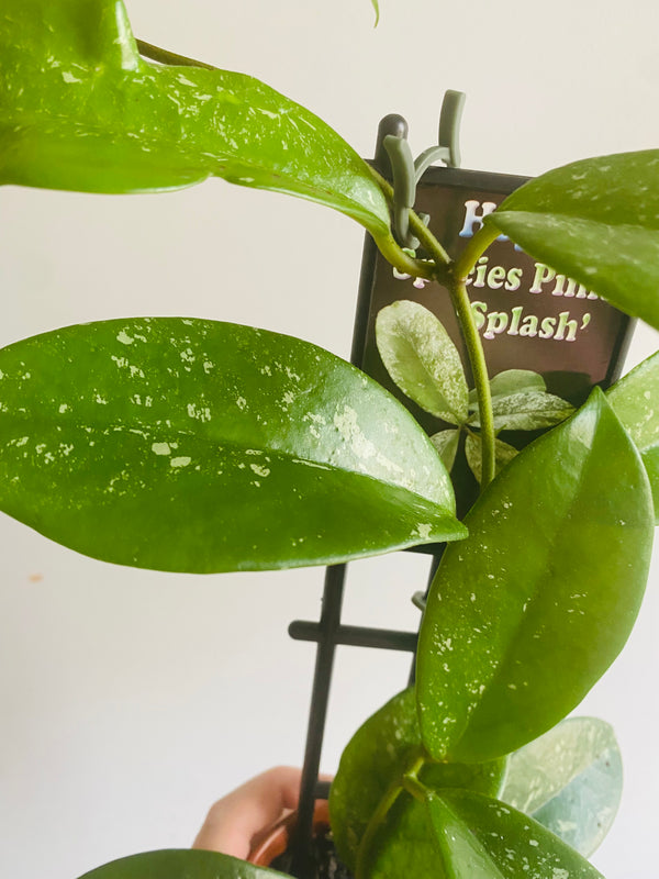Hoya - Species Pink ‘Splash’ Collection No. 193 - My Jungle Shack