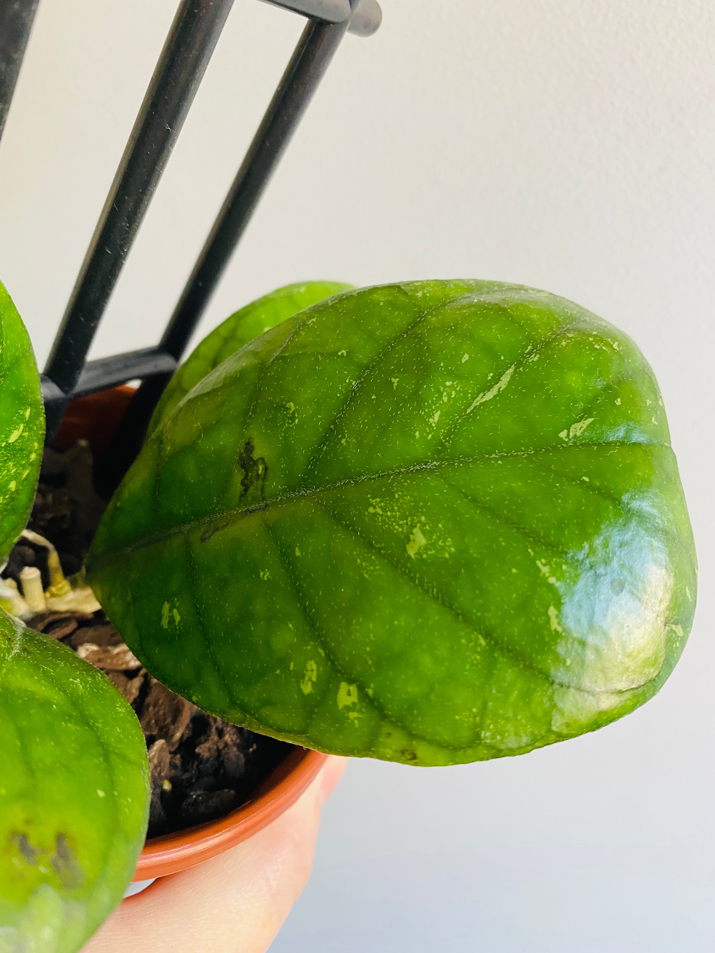 Hoya - Deykei Collection No. 85 - My Jungle Shack