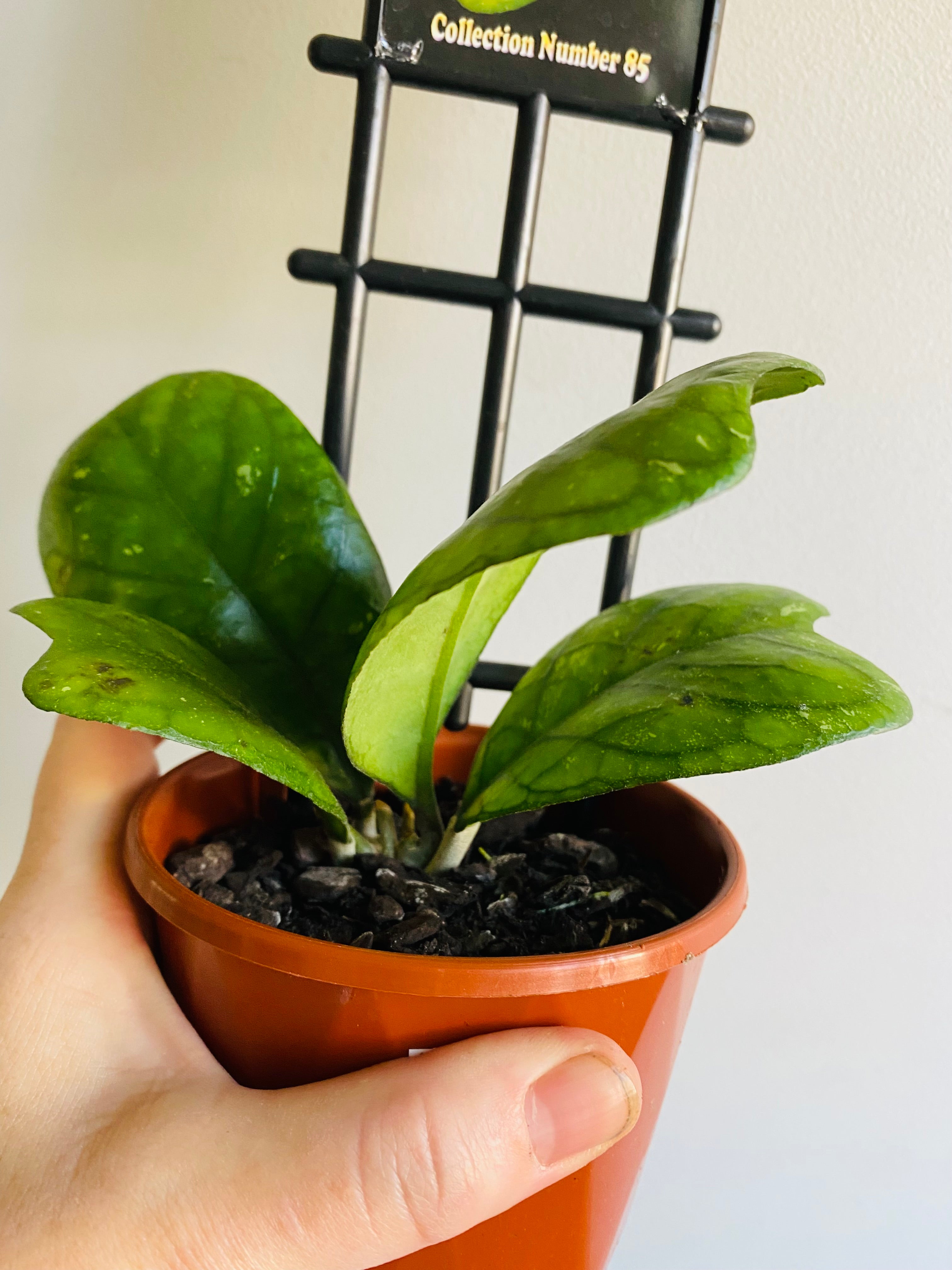 Hoya - Deykei Collection No. 85 - My Jungle Shack