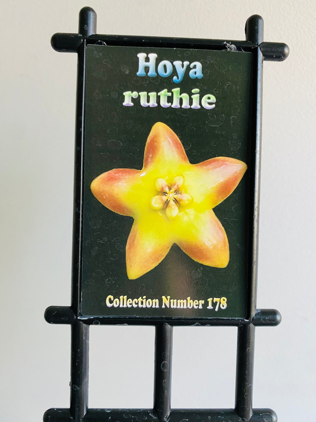 Hoya - Ruthie Collection No. 178 - My Jungle Shack