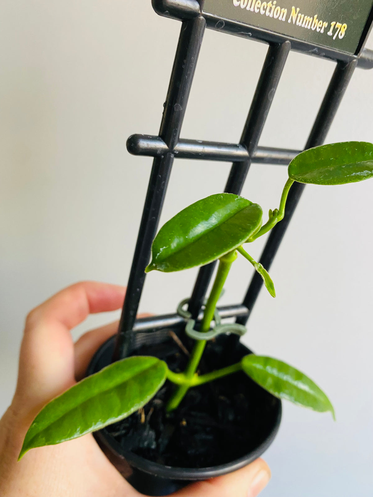 Hoya - Ruthie Collection No. 178 - My Jungle Shack