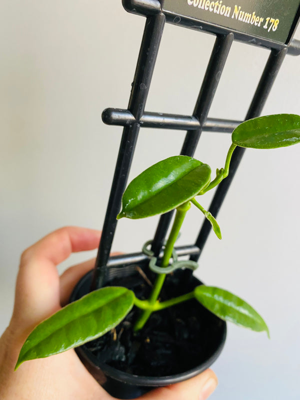 Hoya - Ruthie Collection No. 178 - My Jungle Shack