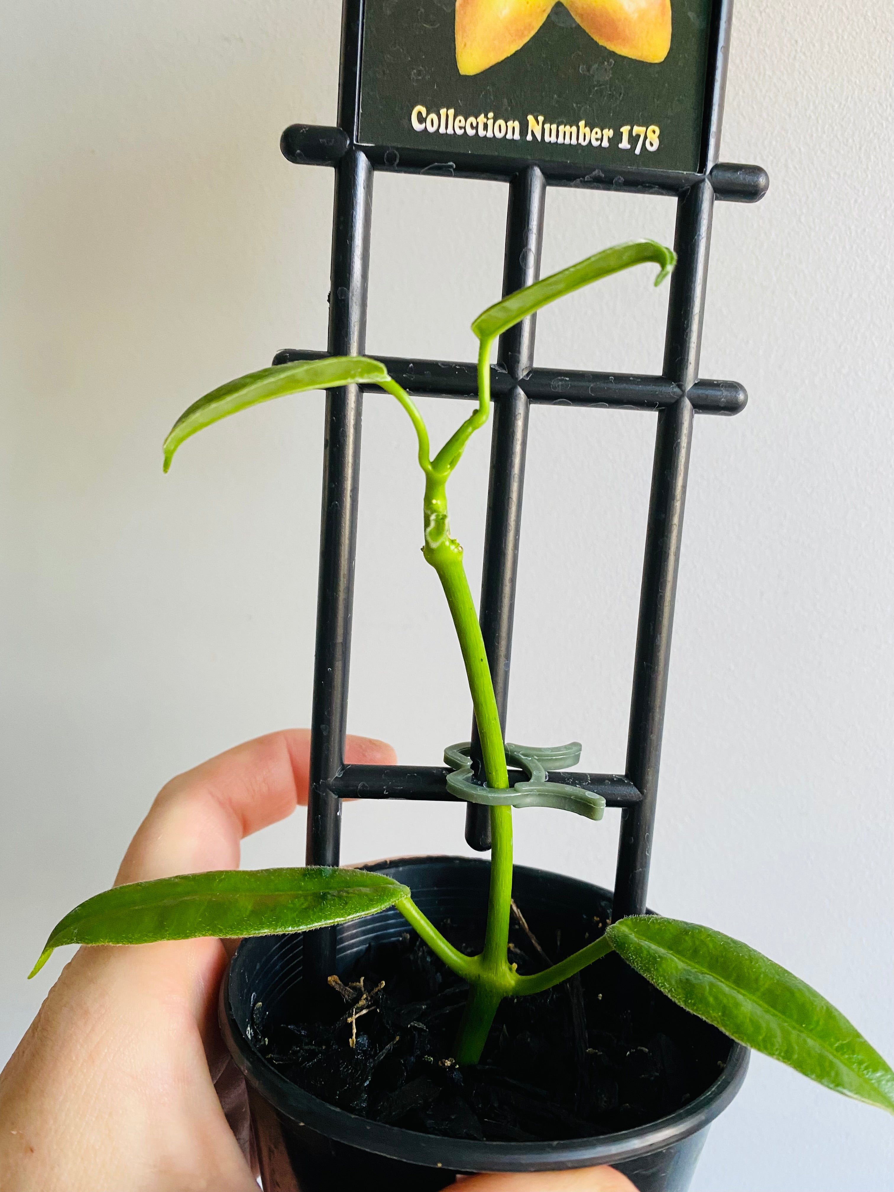 Hoya - Ruthie Collection No. 178 - My Jungle Shack