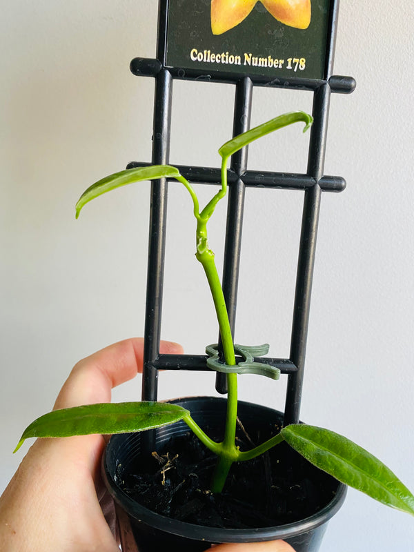 Hoya - Ruthie Collection No. 178 - My Jungle Shack