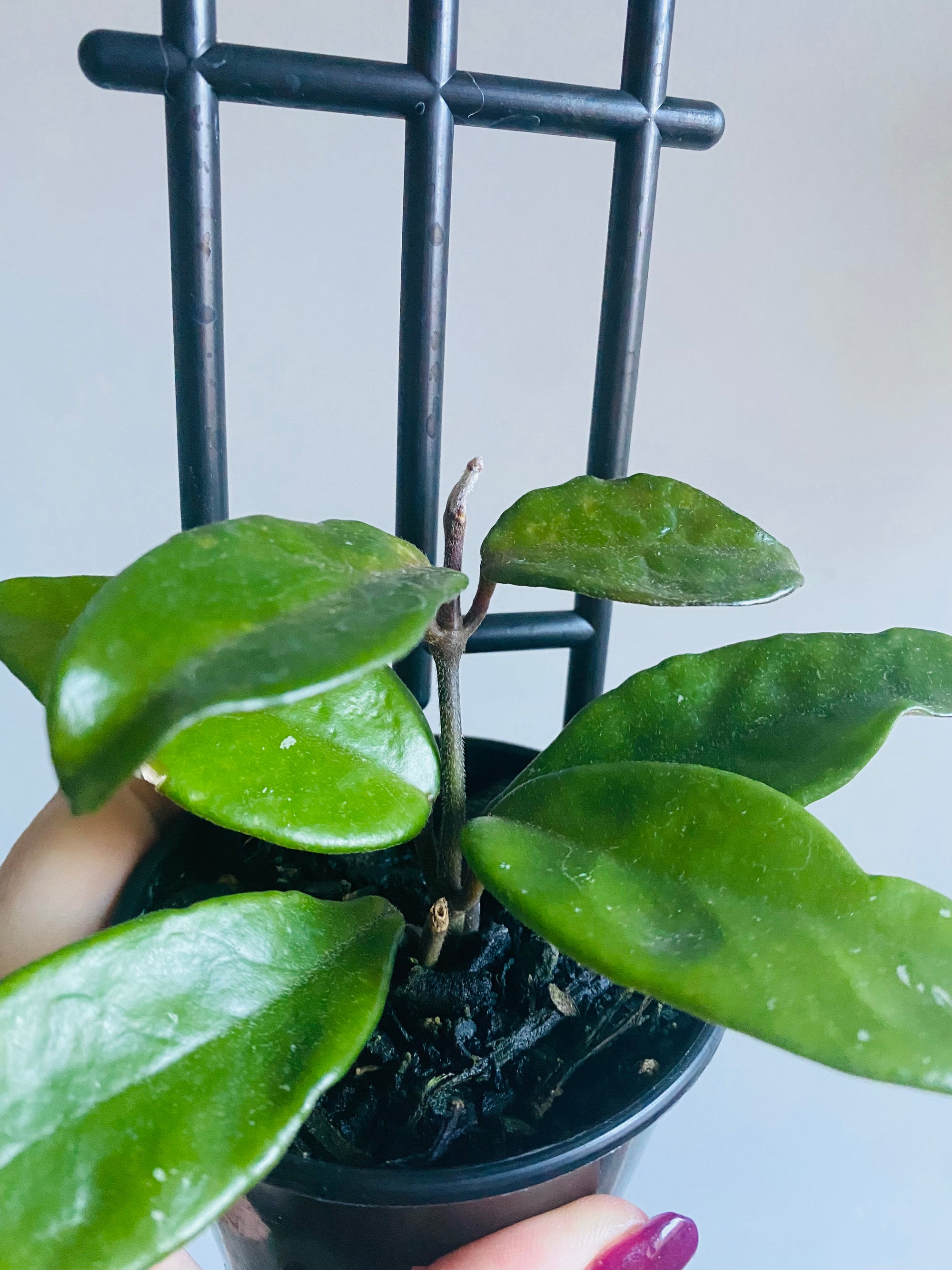 Hoya - Carnosa 'Rubra' Collection No. 189 - My Jungle Shack