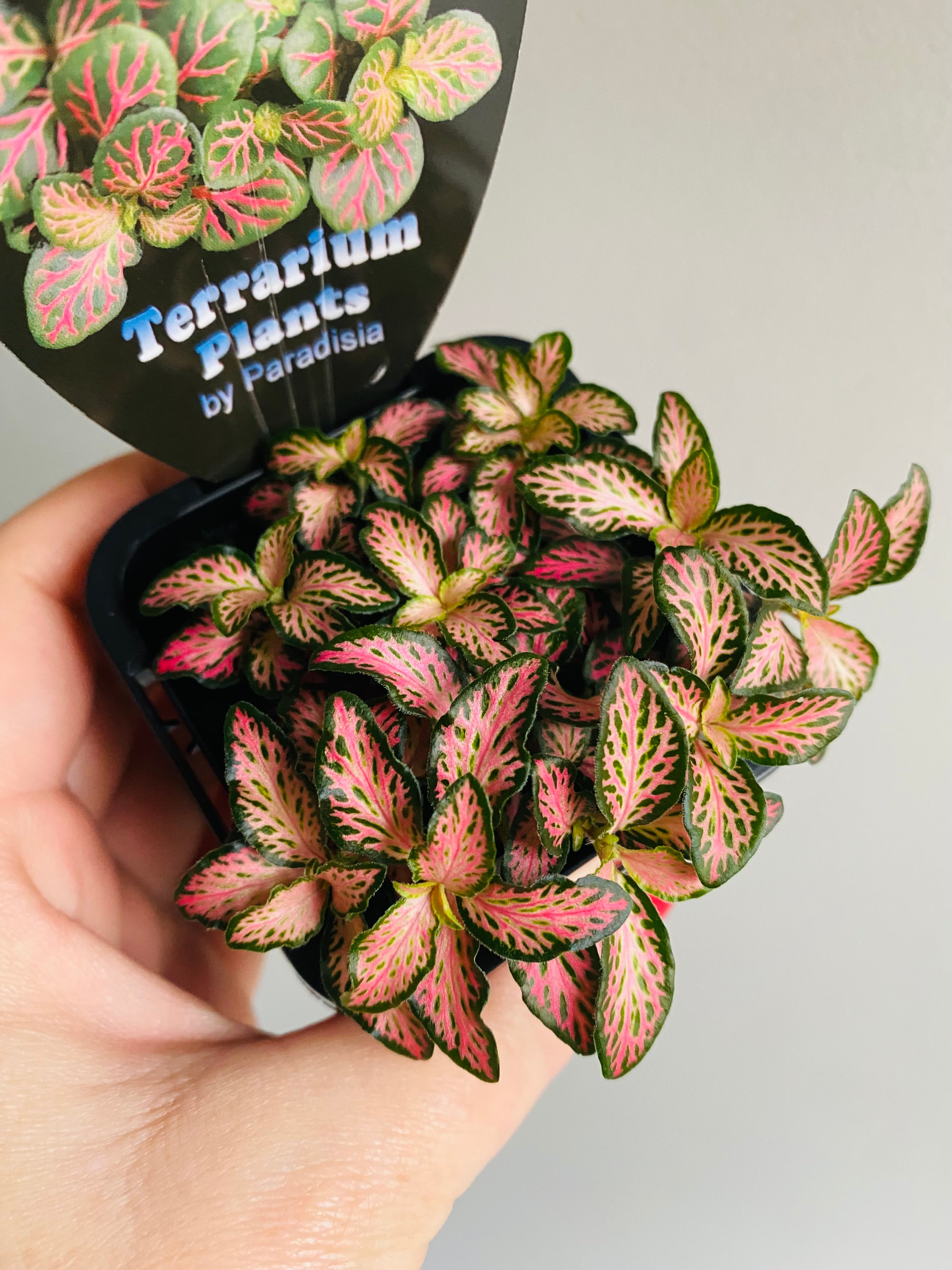 Fittonia - Pink Forest Flame - My Jungle Shack