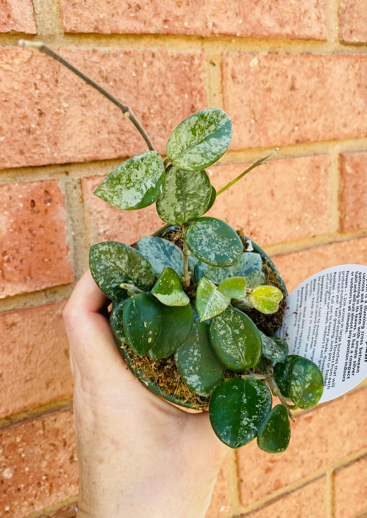 Hoya - Mathilde Splash Collection No. 135 (carnosa x serpens (splash ...