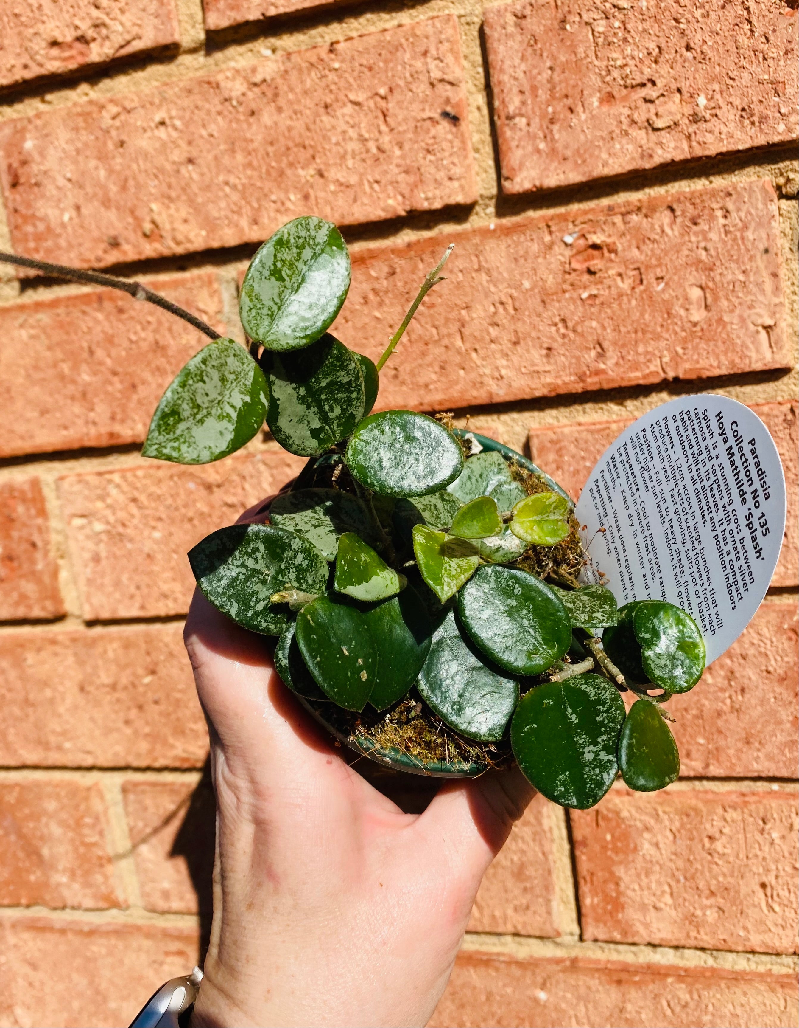 Hoya - Mathilde Splash Collection No. 135 (carnosa x serpens (splash ...