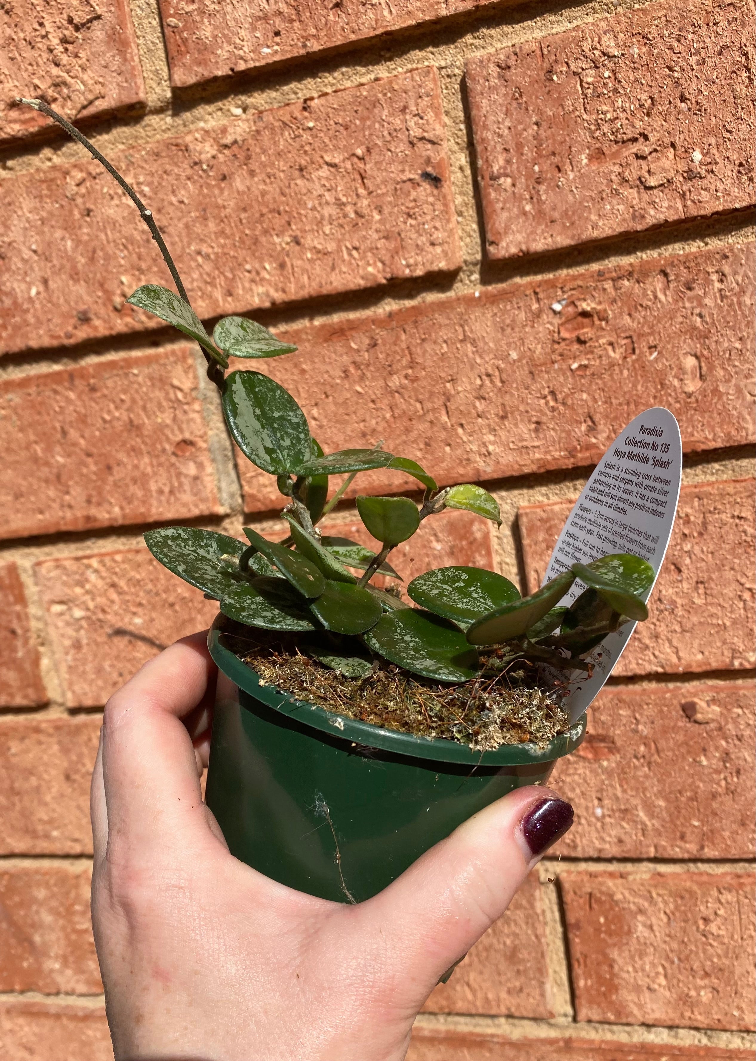 Hoya - Mathilde Splash Collection No. 135 (carnosa x serpens (splash ...