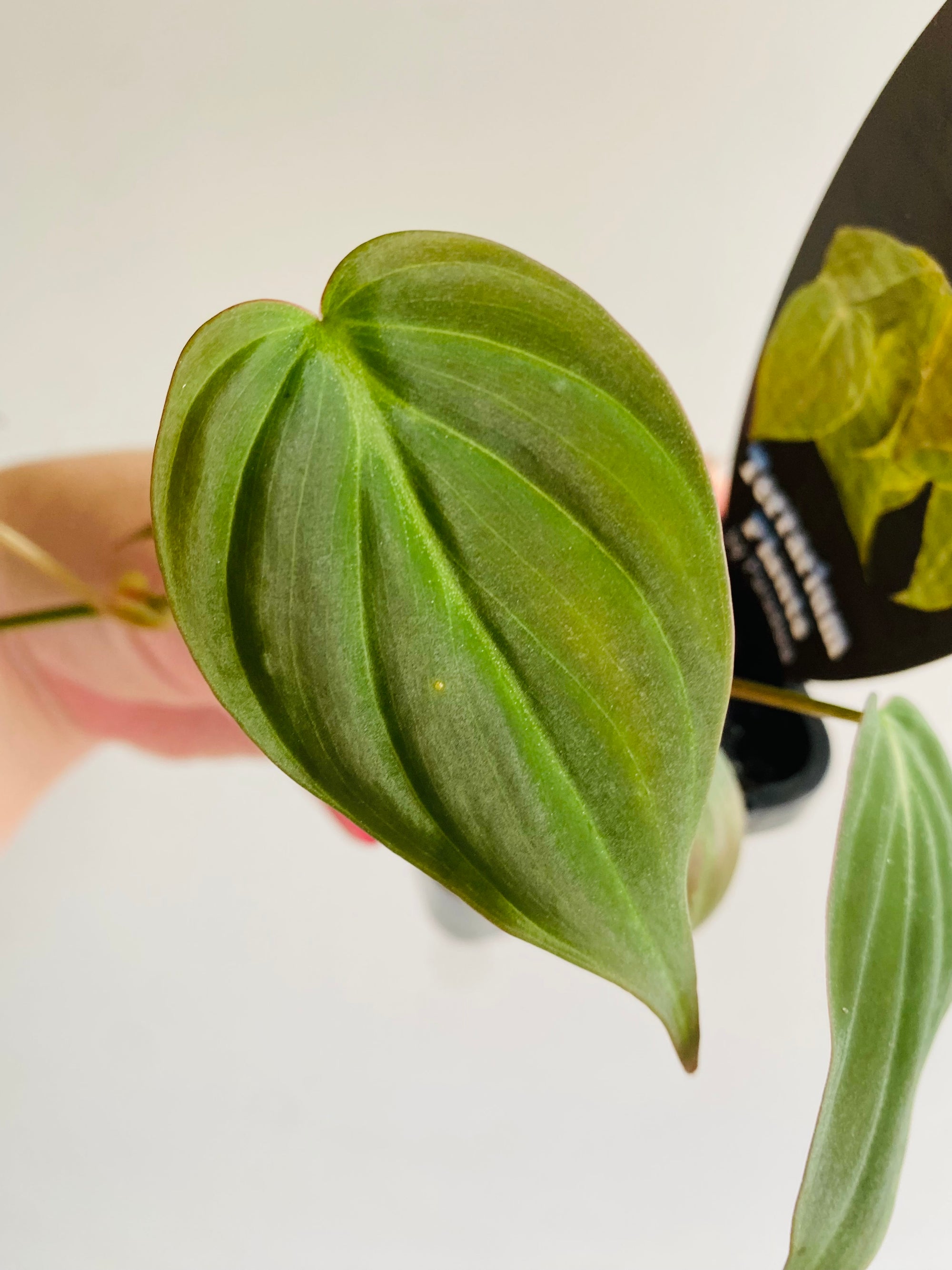 Philodendron - Hederaceum var. hederaceum micans - My Jungle Shack