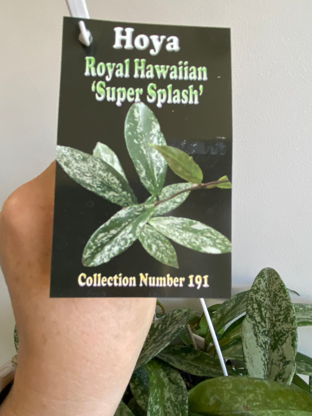 Hoya - Royal Hawaiian ‘Super Splash’ Collection No. 191 - My Jungle Shack