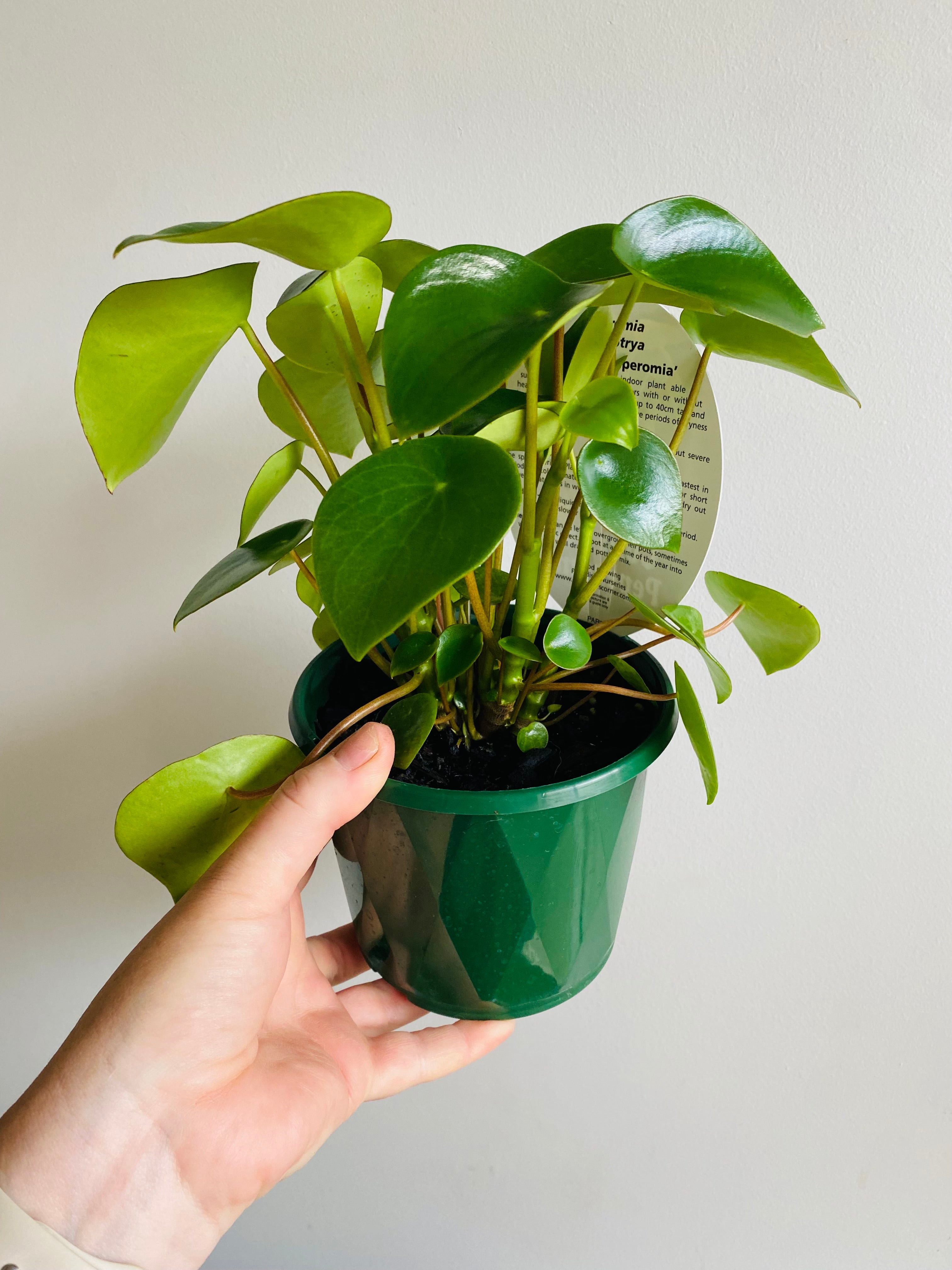 Peperomia polybotrya - Raindrop - My Jungle Shack