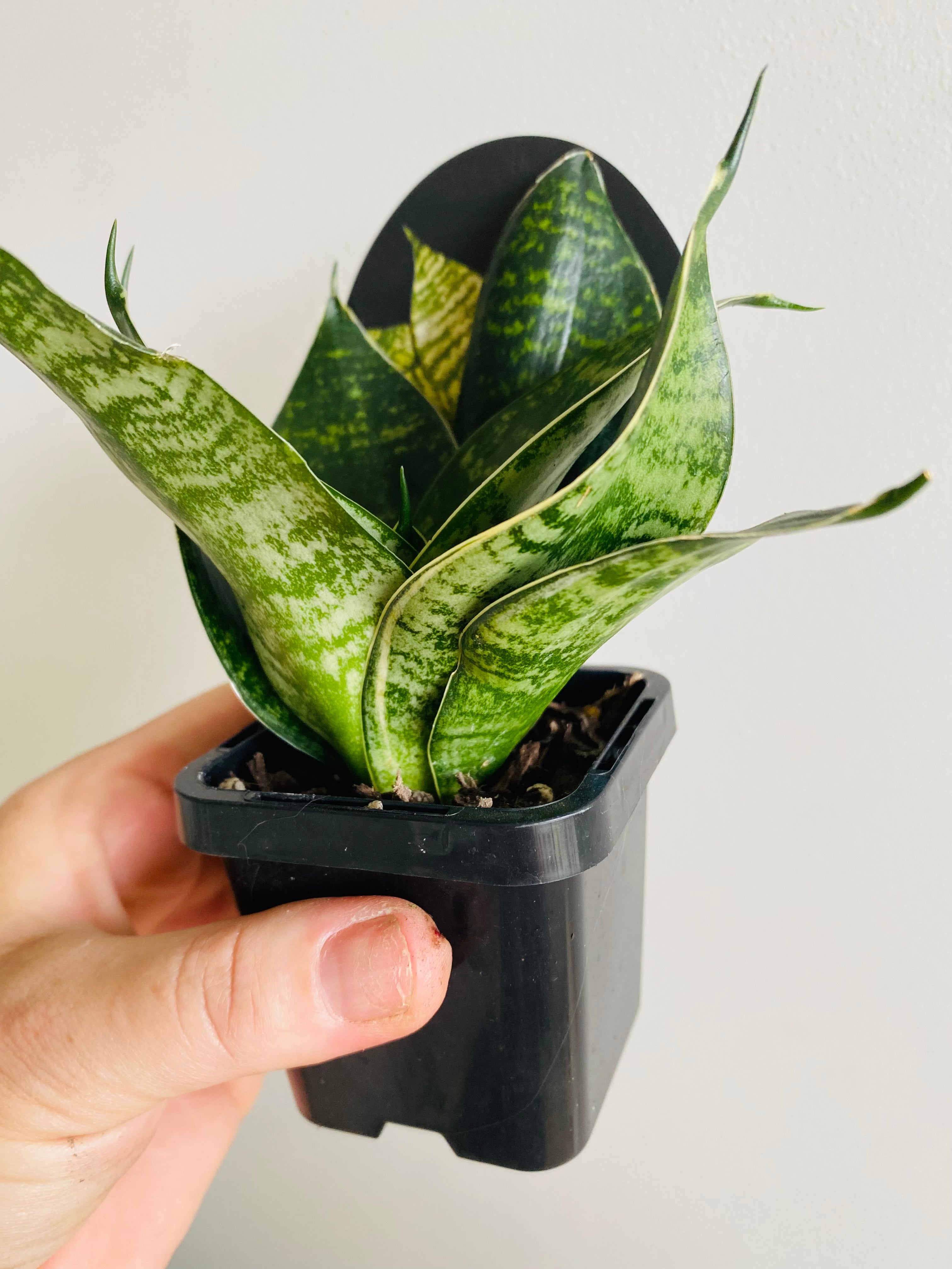Sansevieria trifasciata - Green Hahnii - My Jungle Shack